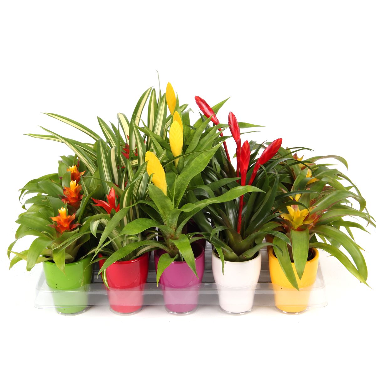 Bromelia MIX — Plant Wholesale FlorAccess