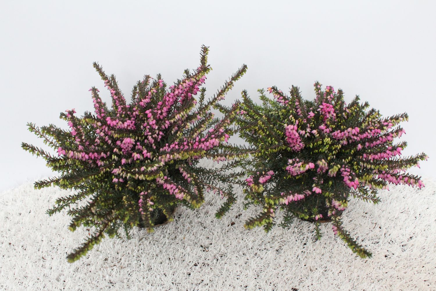 Erica x darleyensis 'Kramer's Rote' — Plant Wholesale FlorAccess