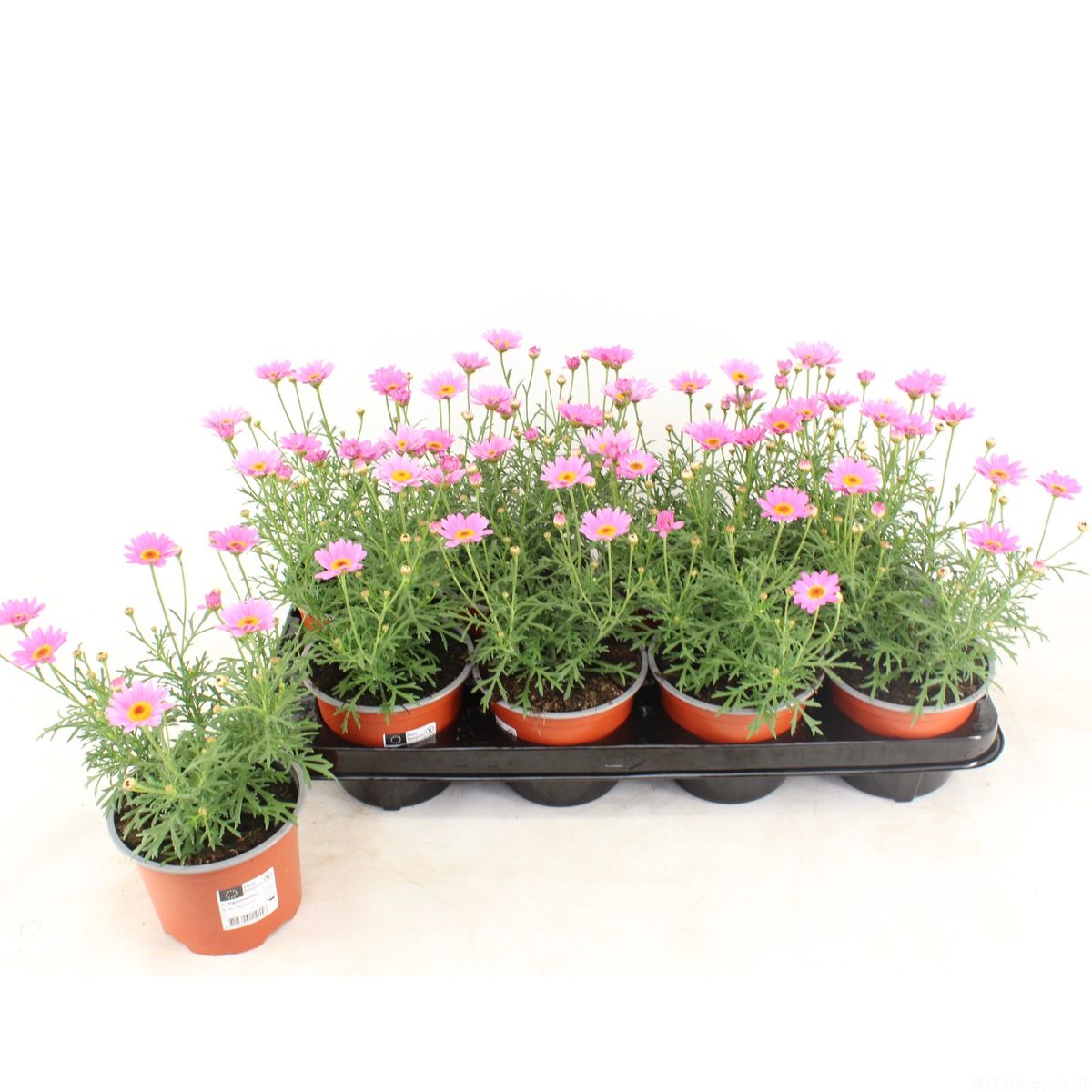 Argyranthemum frutescens 'Simba Pink with Eye' — Plant Wholesale FlorAccess