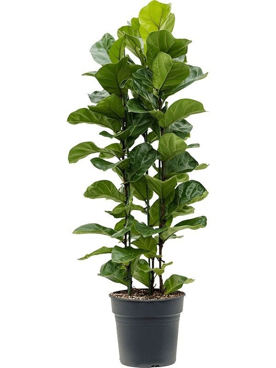 Ficus lyrata 'Bambino' — Plant Wholesale FlorAccess