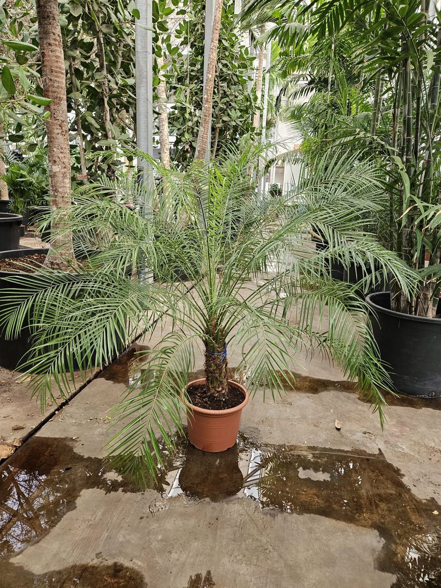 Phoenix roebelenii — Plant Wholesale FlorAccess