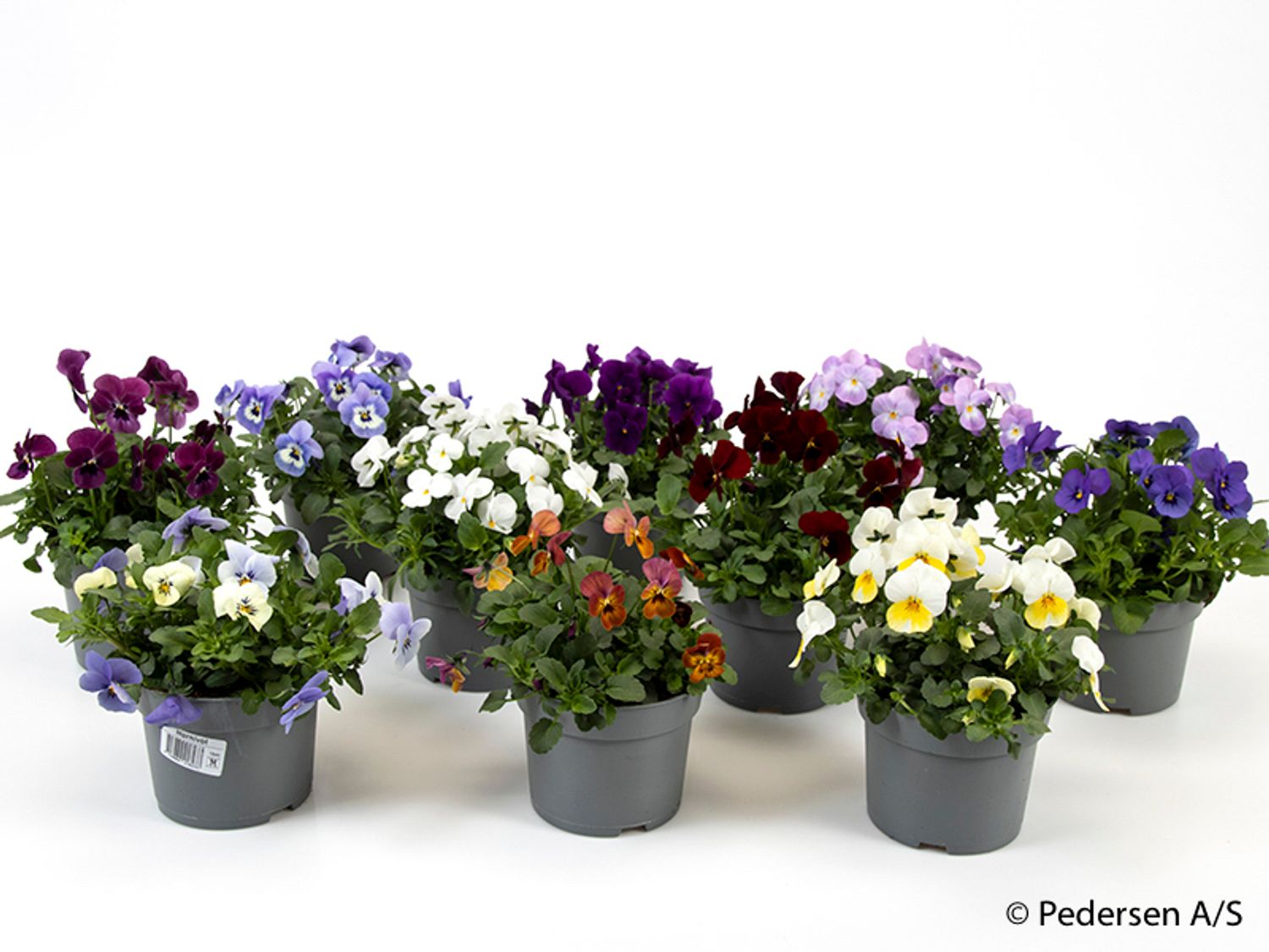 Viola CORNUTA MIX — Plant Wholesale FlorAccess