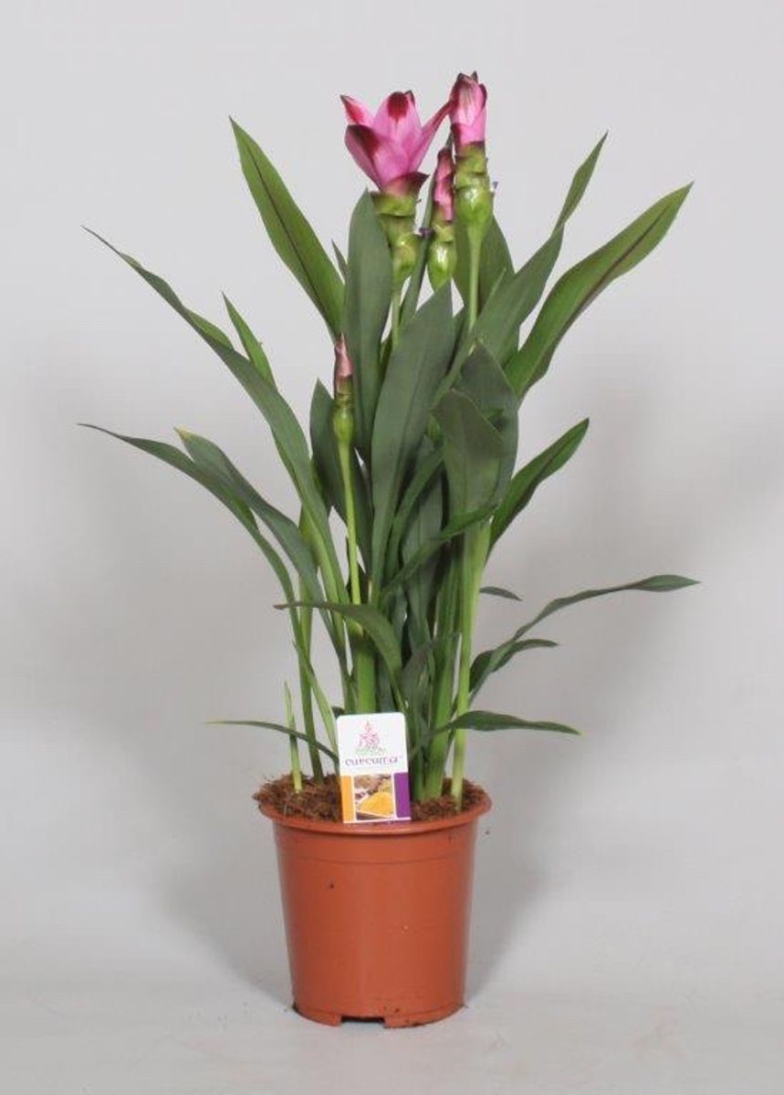 Curcuma alismatifolia SIAM SPLASH — Plant Wholesale FlorAccess