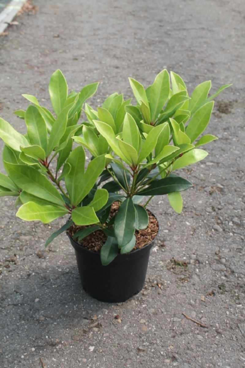 Skimmia japonica 'Rubella' — Plant Wholesale FlorAccess