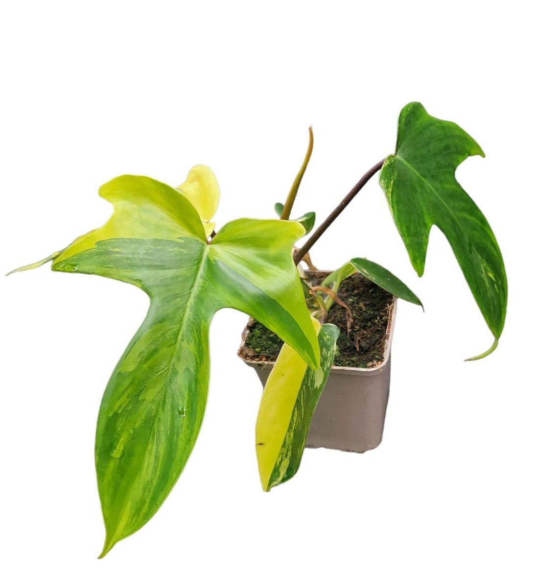 Philodendron FLORIDA BEAUTY — Plant Wholesale FlorAccess