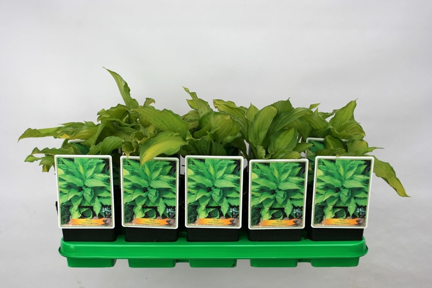 Hosta 'Lady Guinevere' — Plant Wholesale FlorAccess