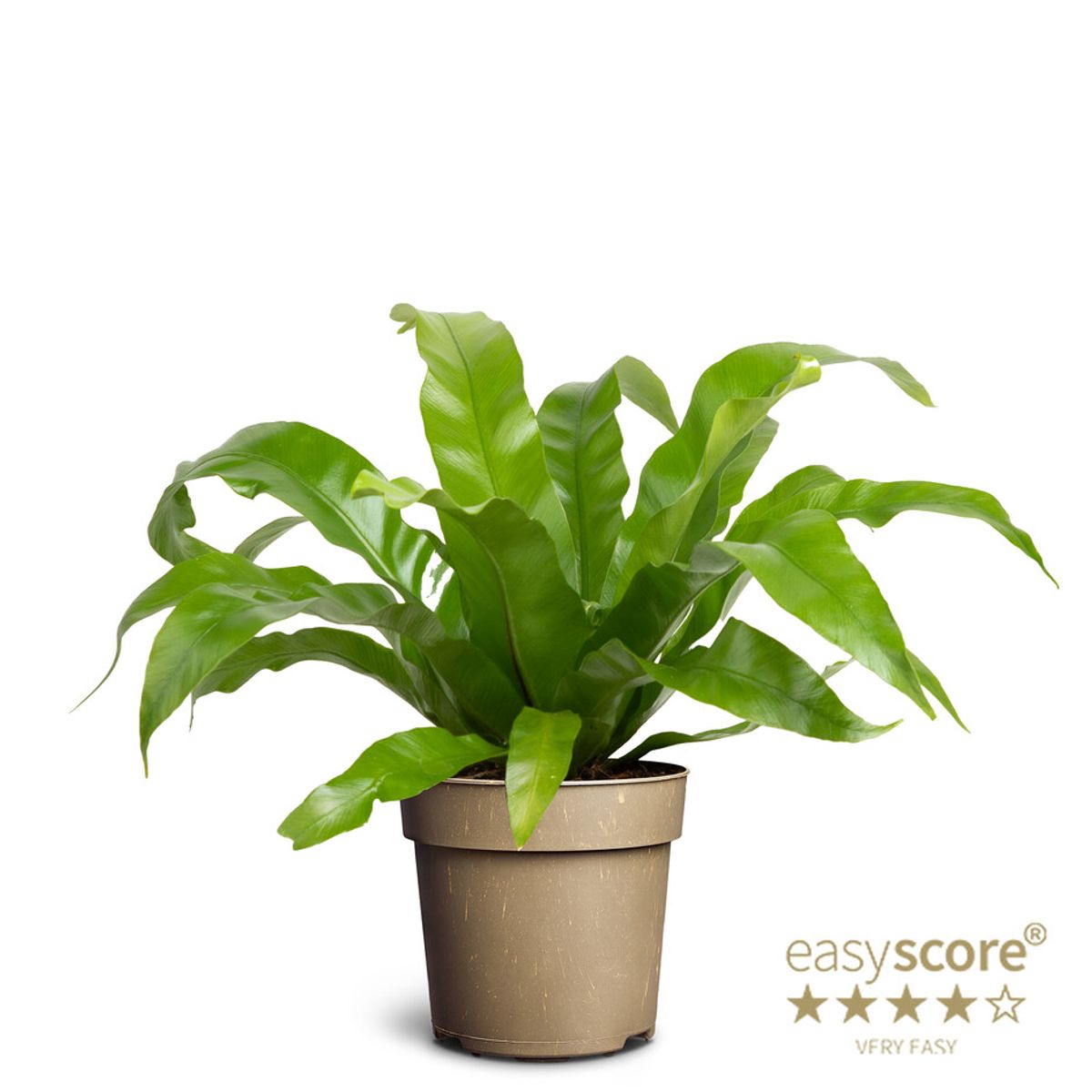 Asplenium antiquum — Plant Wholesale FlorAccess