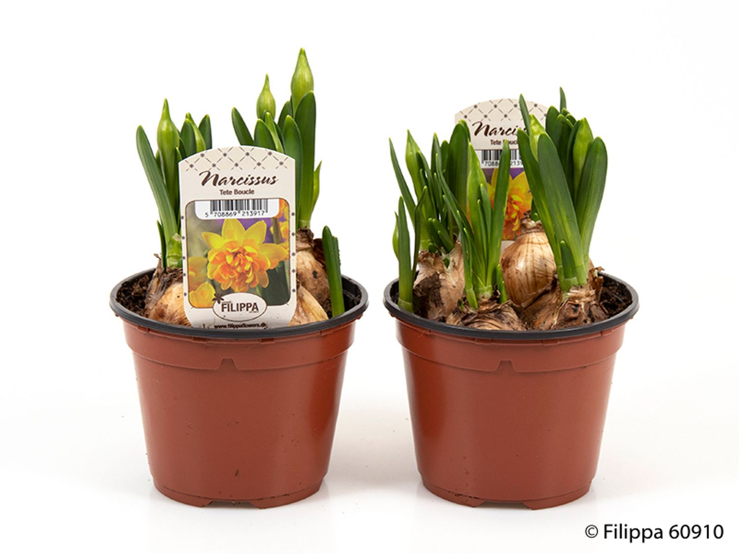 Narcissus 'Tête Bouclé' — Plant Wholesale FlorAccess