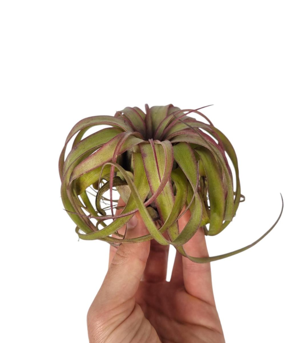 Tillandsia 'Eric Knobloch' — Рослини оптом FlorAccess