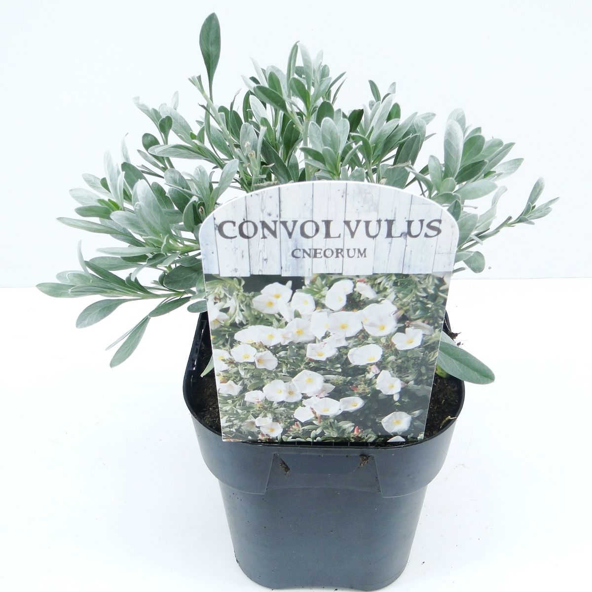 Convolvulus cneorum — Plant Wholesale FlorAccess