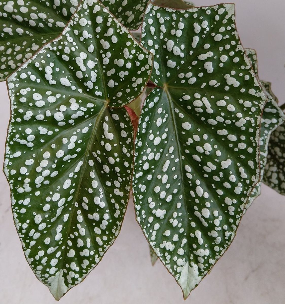 Begonia 'Snow Capped' — Plant Wholesale FlorAccess