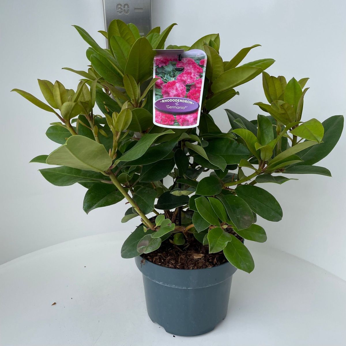 Rhododendron 'Germania' — Plant Wholesale FlorAccess