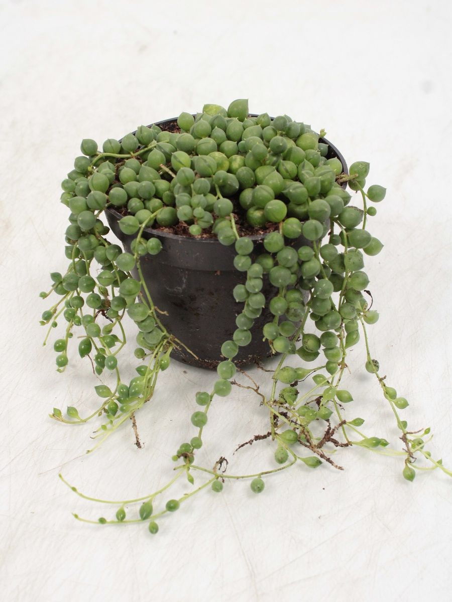 Senecio rowleyanus — Mayorista de plantas FlorAccess