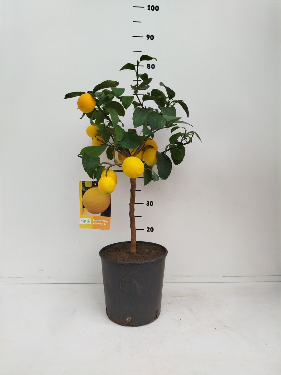 Citrus x limon 'Meyer' — Plant Wholesale FlorAccess