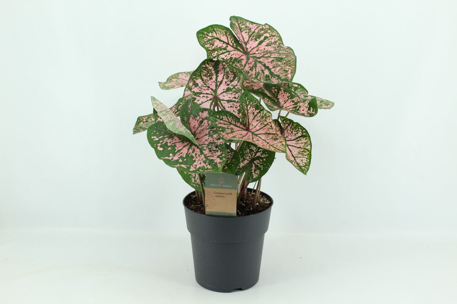 Caladium 'Florida Elise' — Mayorista de plantas FlorAccess