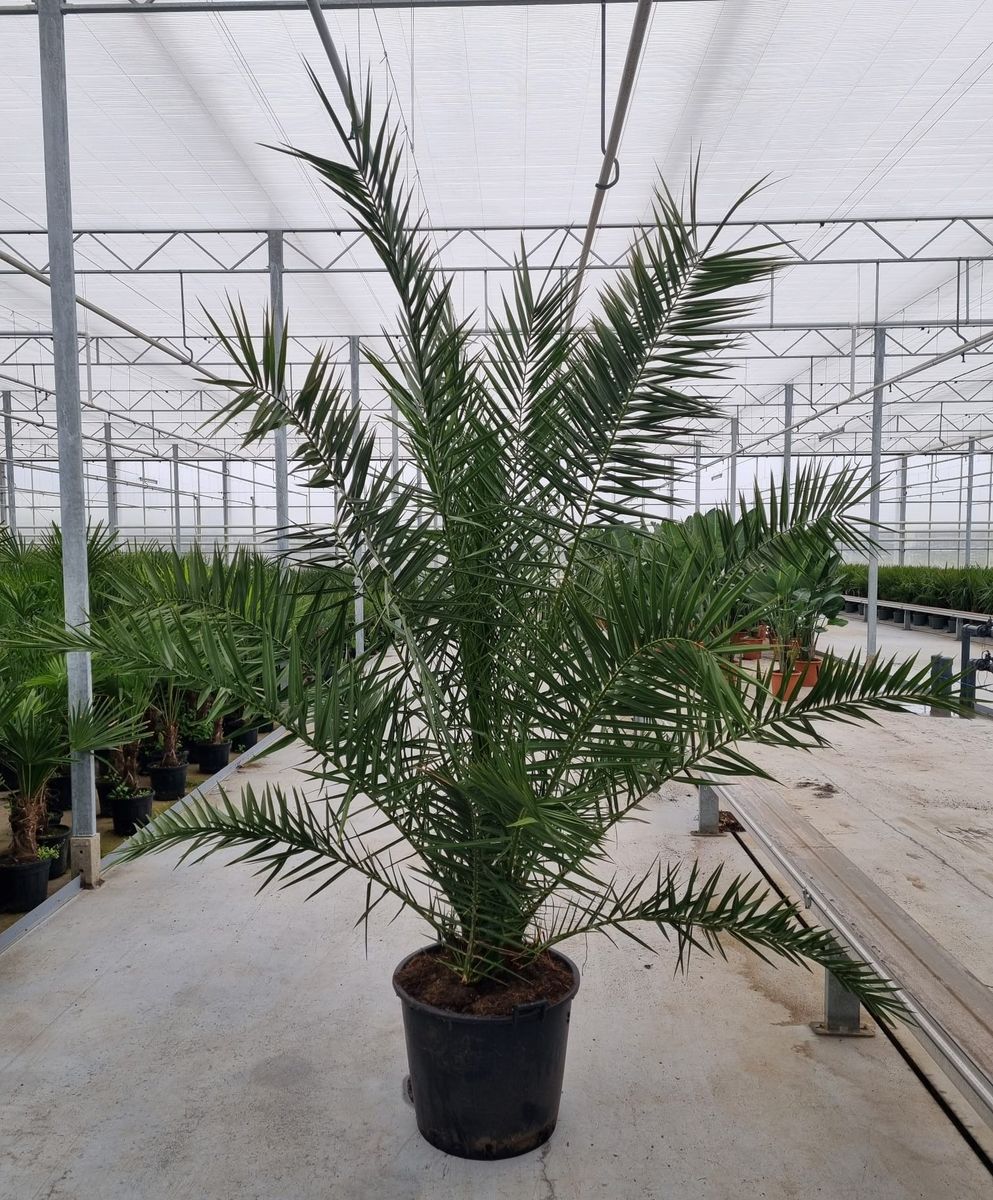 Phoenix canariensis — Plant Wholesale FlorAccess