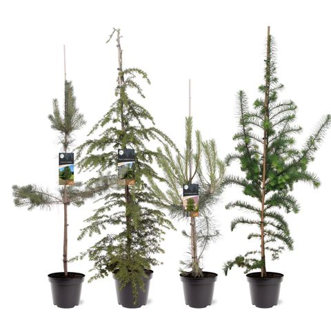 Conifers MIX — Plant Wholesale FlorAccess