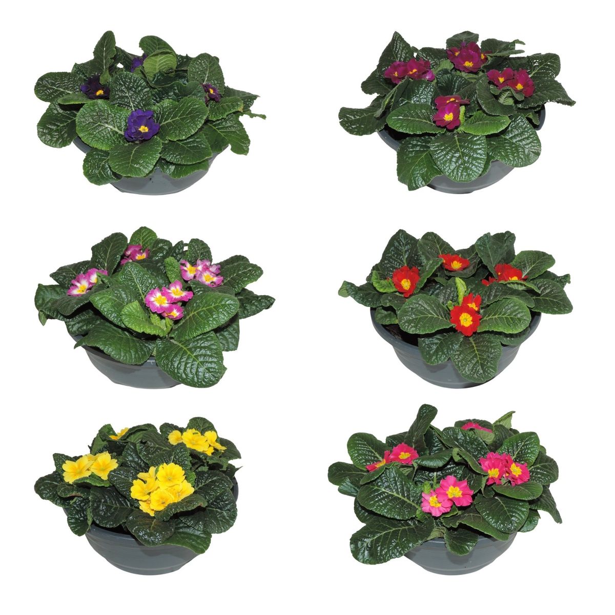 Primula ACAULIS MIX — Mayorista de plantas FlorAccess