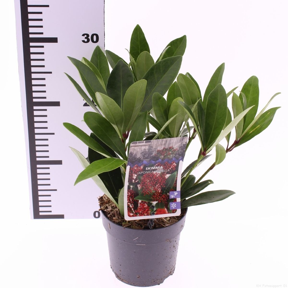Skimmia japonica 'Rubella' — Plant Wholesale FlorAccess