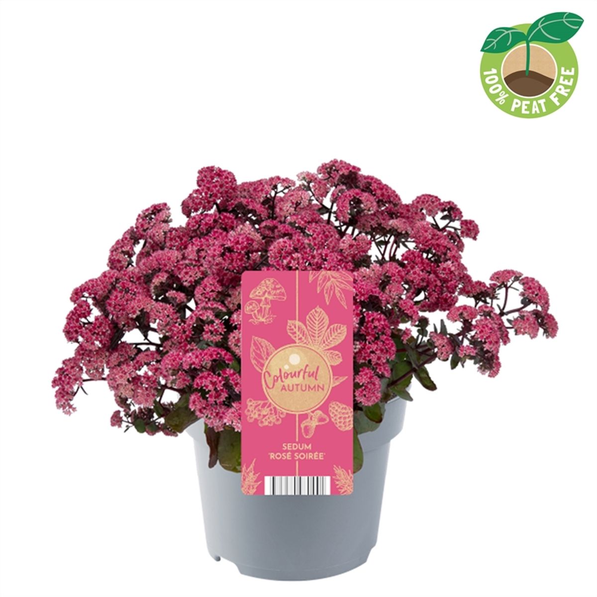 Sedum telephium SEDUCTION ROSÉ SOIRÉE — Plant Wholesale FlorAccess