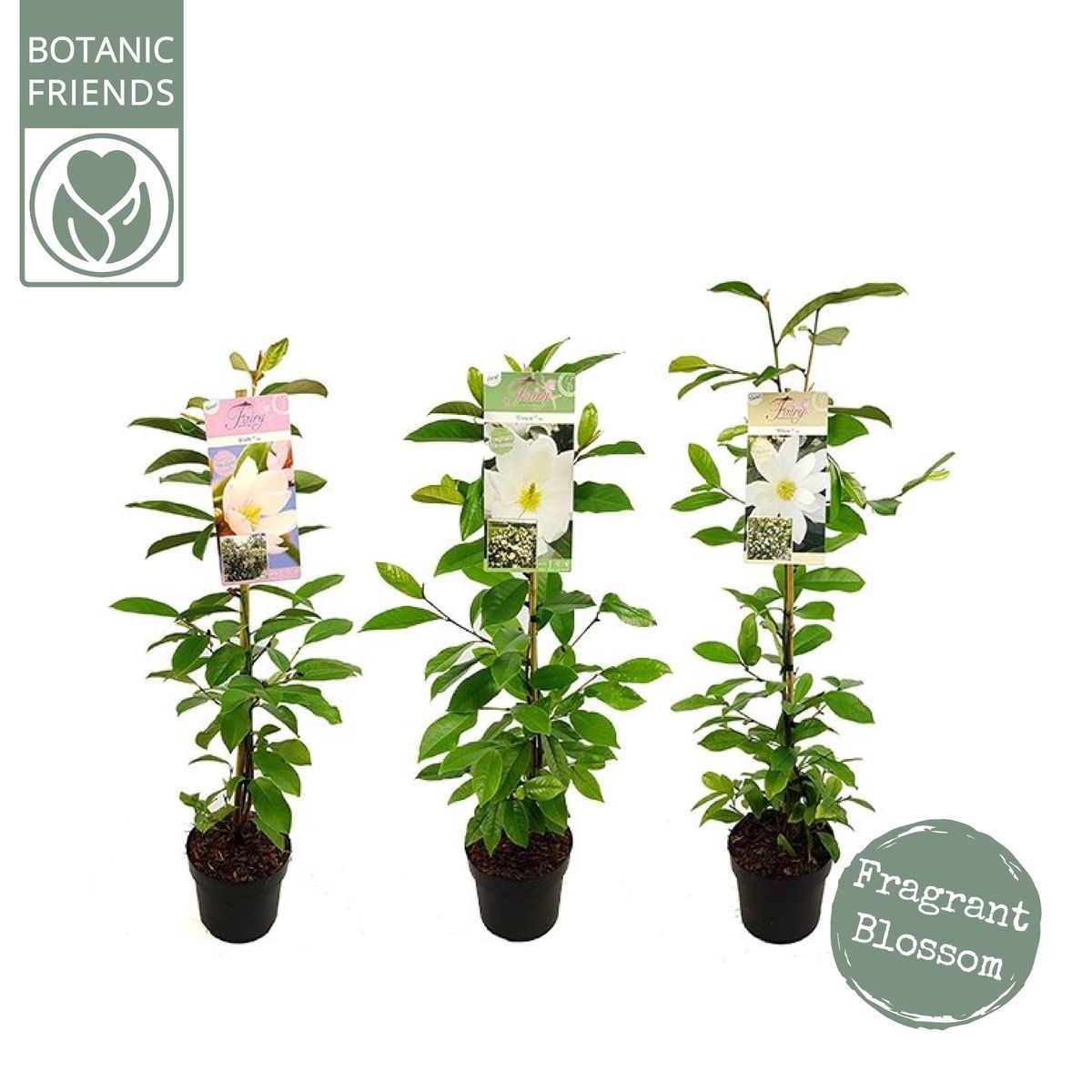 Magnolia FAIRY MIX — Plant Wholesale FlorAccess