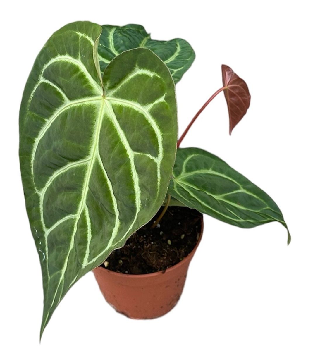 Anthurium magnificum x regale — Plant Wholesale FlorAccess
