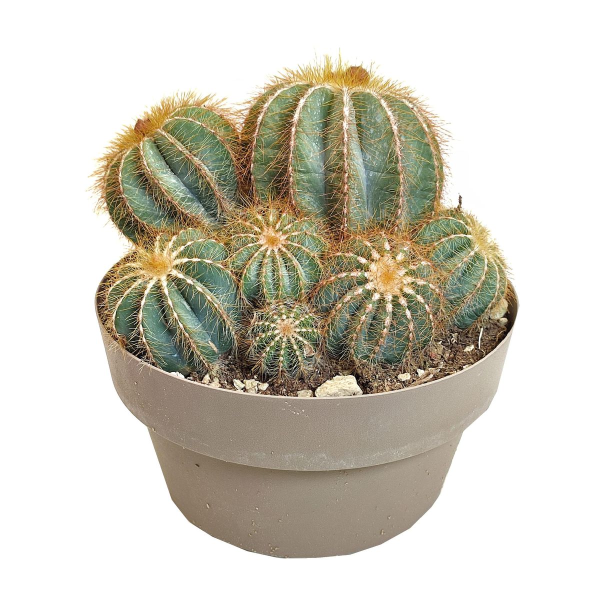 Notocactus magnificus — Plant Wholesale FlorAccess