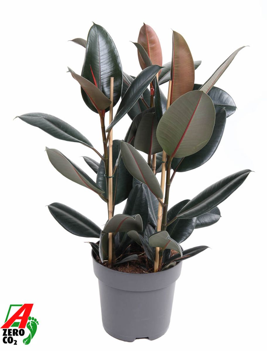 Ficus elastica 'Abidjan' — Grossiste en Plantes FlorAccess