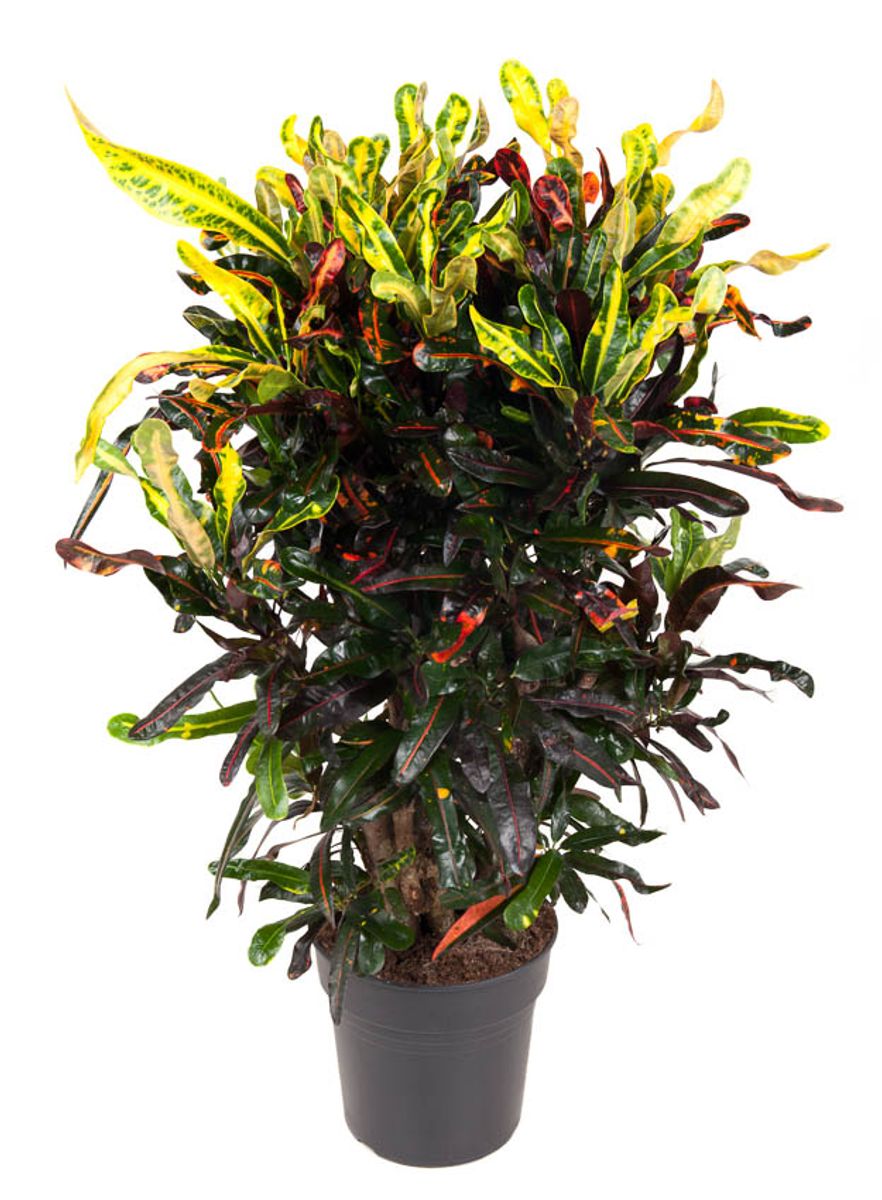 Codiaeum variegatum 'Mammi' — Plant Wholesale FlorAccess
