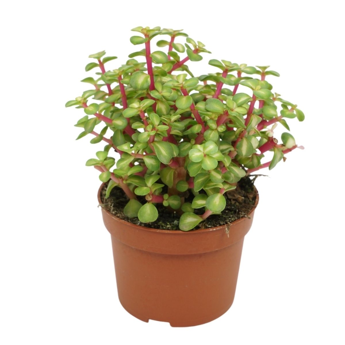 Portulacaria afra 'Variegata' — Toptan Bitki Satışı FlorAccess