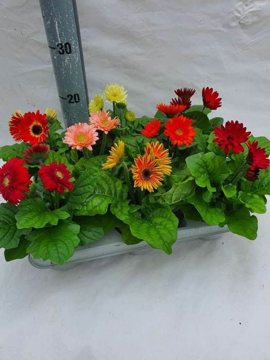 Gerbera SUNDAYZ MIX — Plant Wholesale FlorAccess