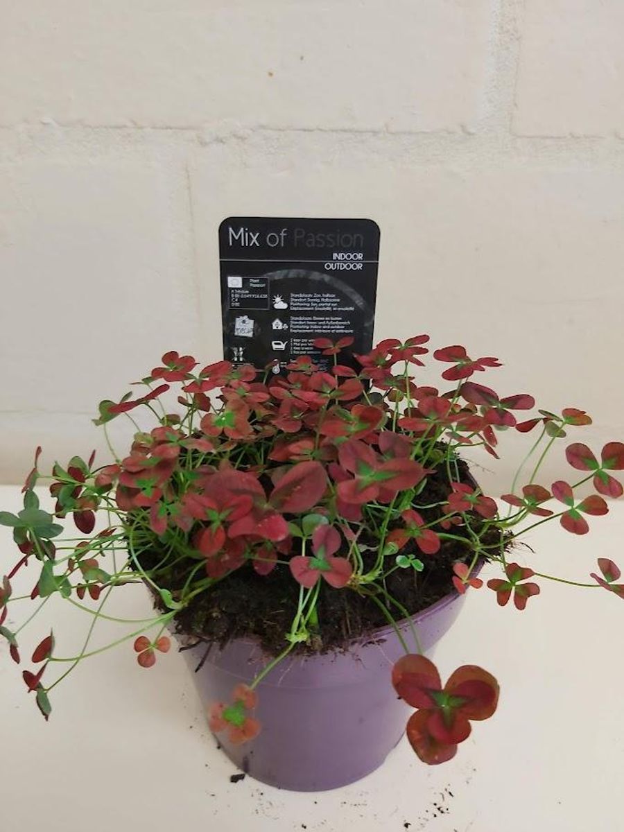 Trifolium repens 'Isabella' — Plant Wholesale FlorAccess