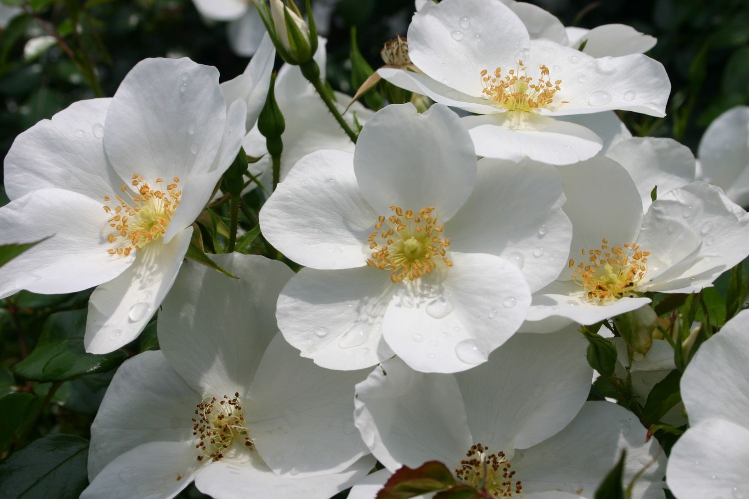 Rosa ESCIMO — Plant Wholesale FlorAccess