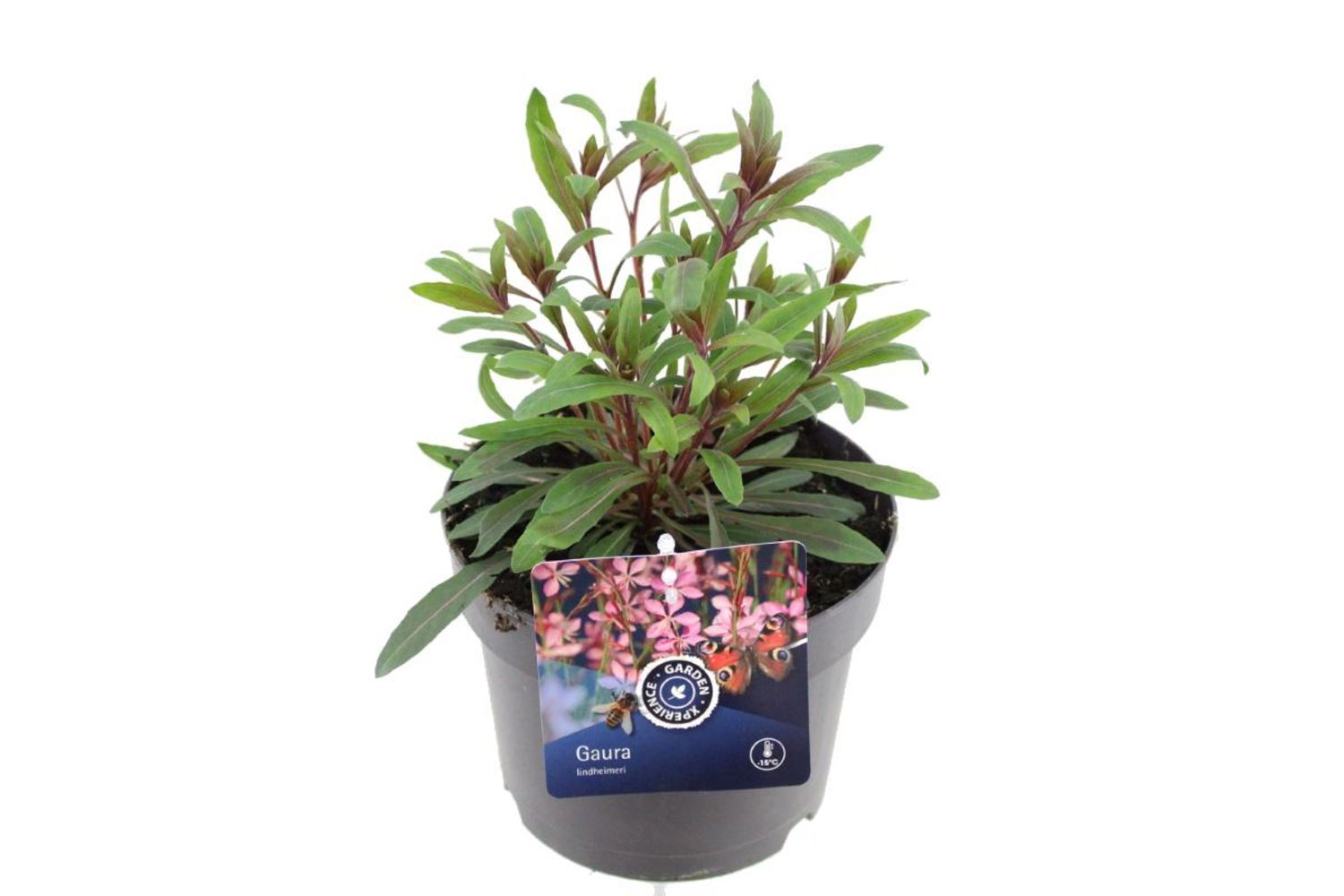 Gaura lindheimeri 'Steffi Dark Rose Impr.' — Plant Wholesale FlorAccess