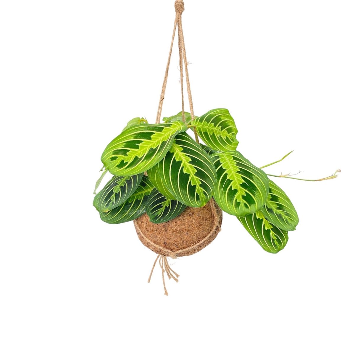 Maranta leuconeura MIX — Plant Wholesale FlorAccess