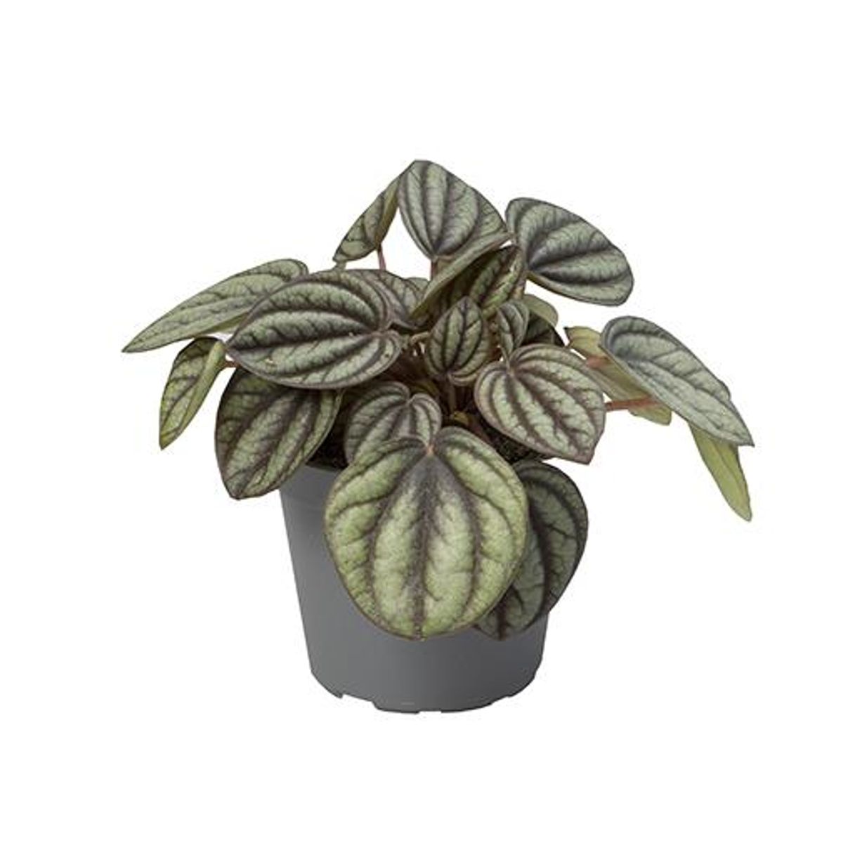 Peperomia 'Piccolo Banda' — Plant Wholesale FlorAccess