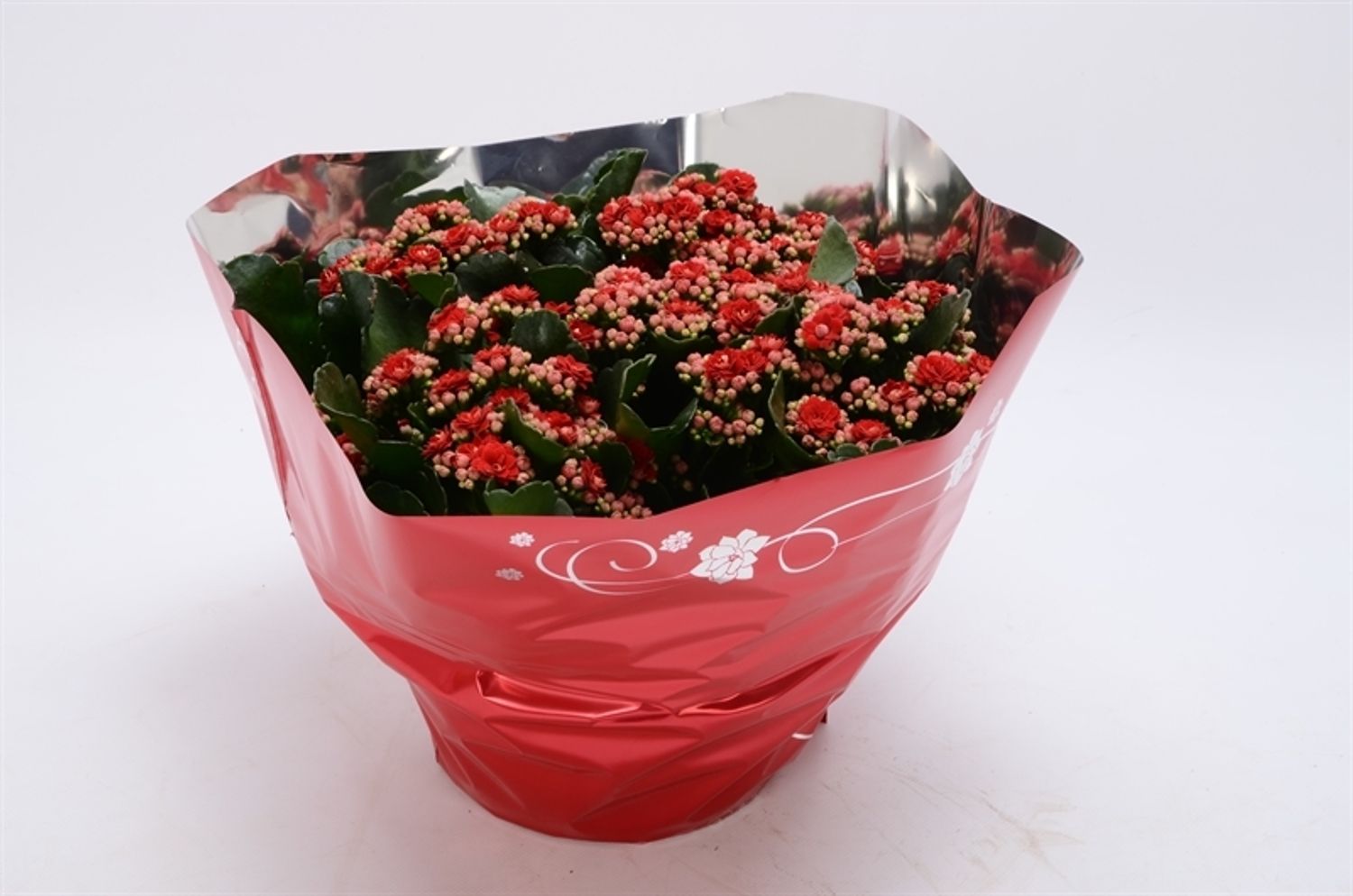 Kalanchoe blossfeldiana PERFECTA RED — Plant Wholesale FlorAccess