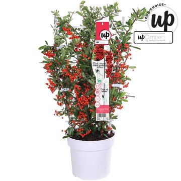 Pyracantha coccinea 'Red Star' — Plant Wholesale FlorAccess