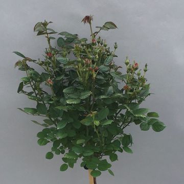 Rosa MIX — Plant Wholesale FlorAccess