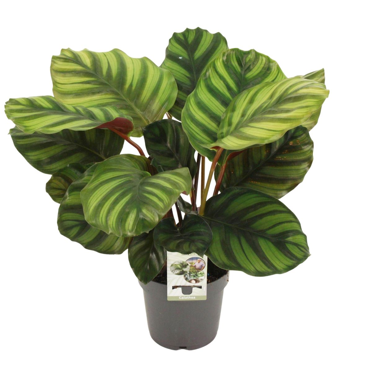 Calathea fasciata — Plant Wholesale FlorAccess