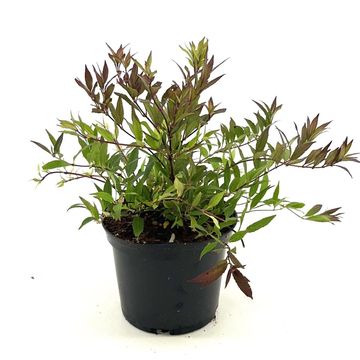 Deutzia gracilis 'Nikko' — Plant Wholesale FlorAccess