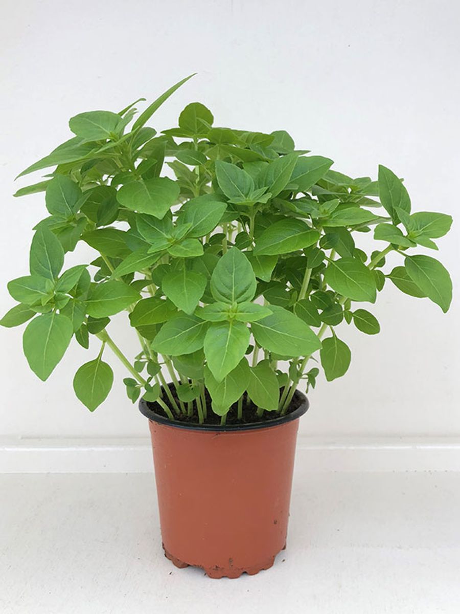 Ocimum basilicum minimum — Plant Wholesale FlorAccess