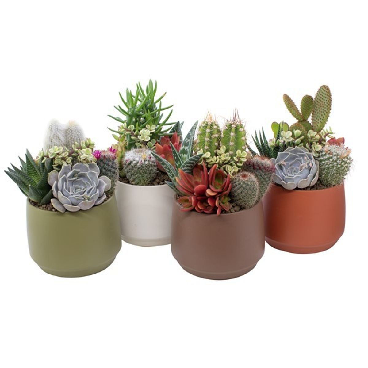 Arrangement Cactus — Plant Wholesale FlorAccess