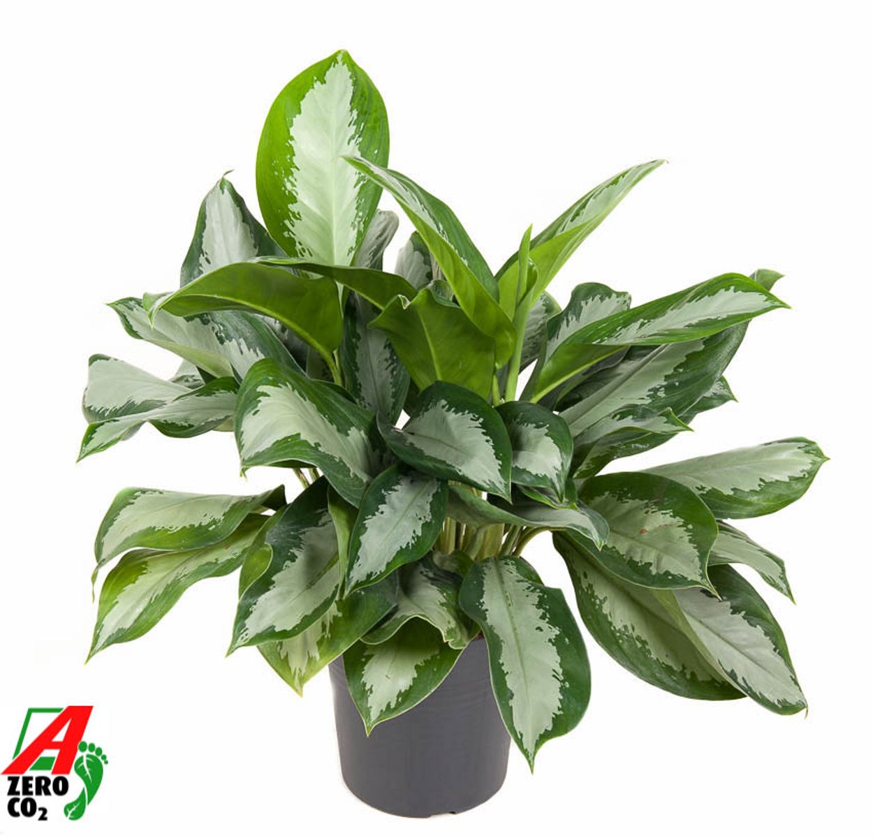 Aglaonema 'Silver Moon' — Plant Wholesale FlorAccess