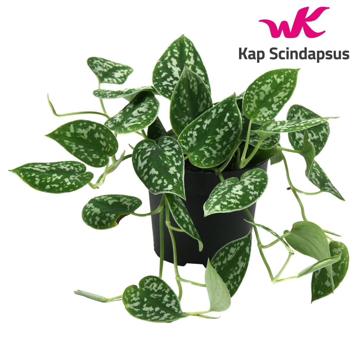 Scindapsus pictus 'Argyraeus' — Plant Wholesale FlorAccess