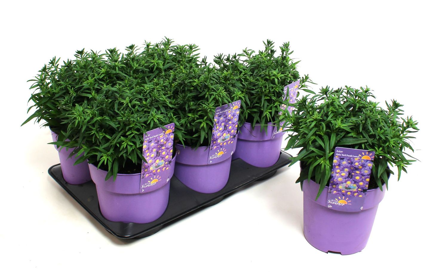 Aster ALPHA DARK PURPLE LAUNCH — Plant Wholesale FlorAccess