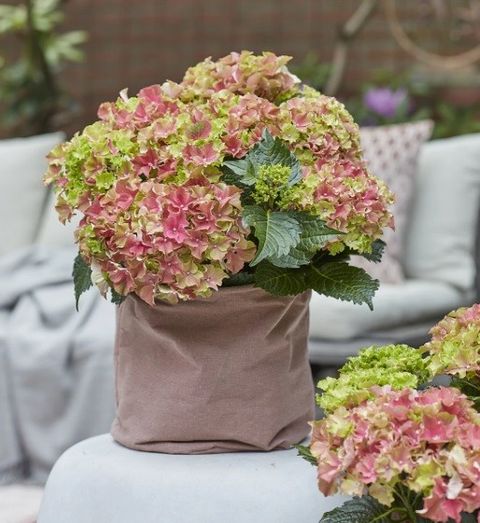 Hydrangea macrophylla SURFING SAFARI SUNSET — Plant Wholesale FlorAccess