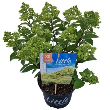 Hydrangea paniculata LITTLE XS GREEN APPLE — Plant Wholesale FlorAccess