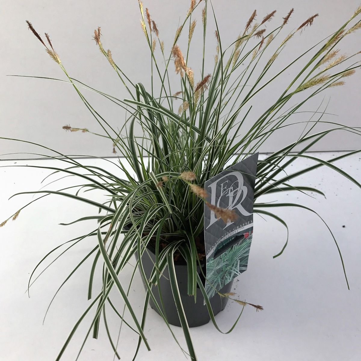 Carex oshimensis EVERCOLOR EVEREST — Plant Wholesale FlorAccess
