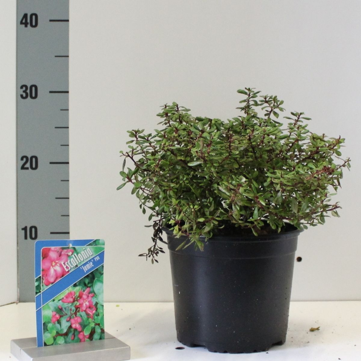 Escallonia 'Jamie' — Plant Wholesale FlorAccess